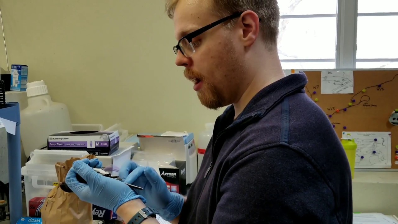 How to sample preen oil from a songbird - YouTube