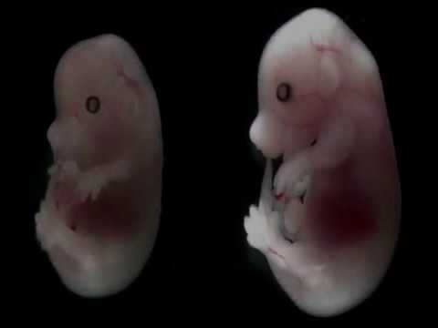 Primer embrión artificial de ratón - YouTube