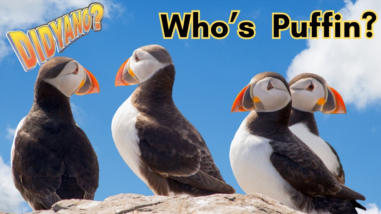 Puffins for Kids: Fun facts with Croc the Storyteller on "Croc Stories ...