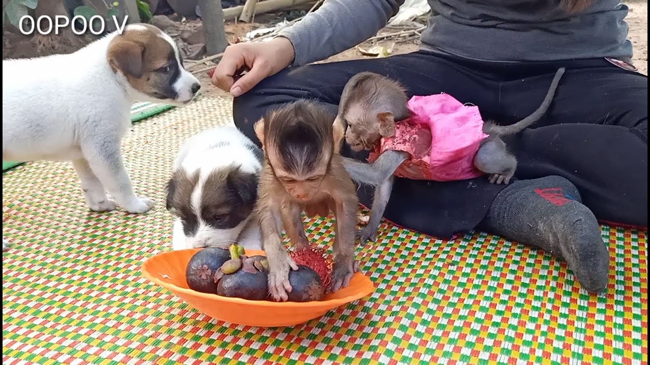 Wow, Monkey Shally follow Hugging Monkey Janny, Monkey Janny happy when ...