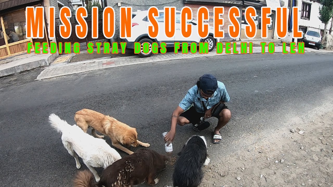 Feeding the stray dogs in Leh, Ladakh II Travelling with a pet on bike ...