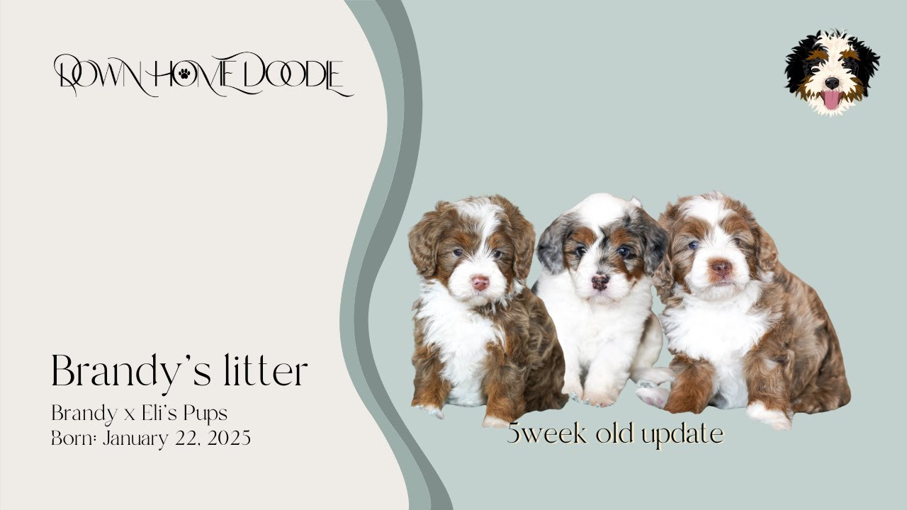 Brandy x Eli's Micro Bernedoodle Puppies | Down Home Doodle — 5week old ...