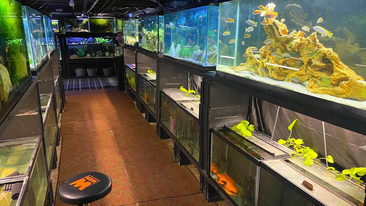 FISH ROOM UPDATE | WHAT'S NEW IN THE FISH ROOM! - YouTube