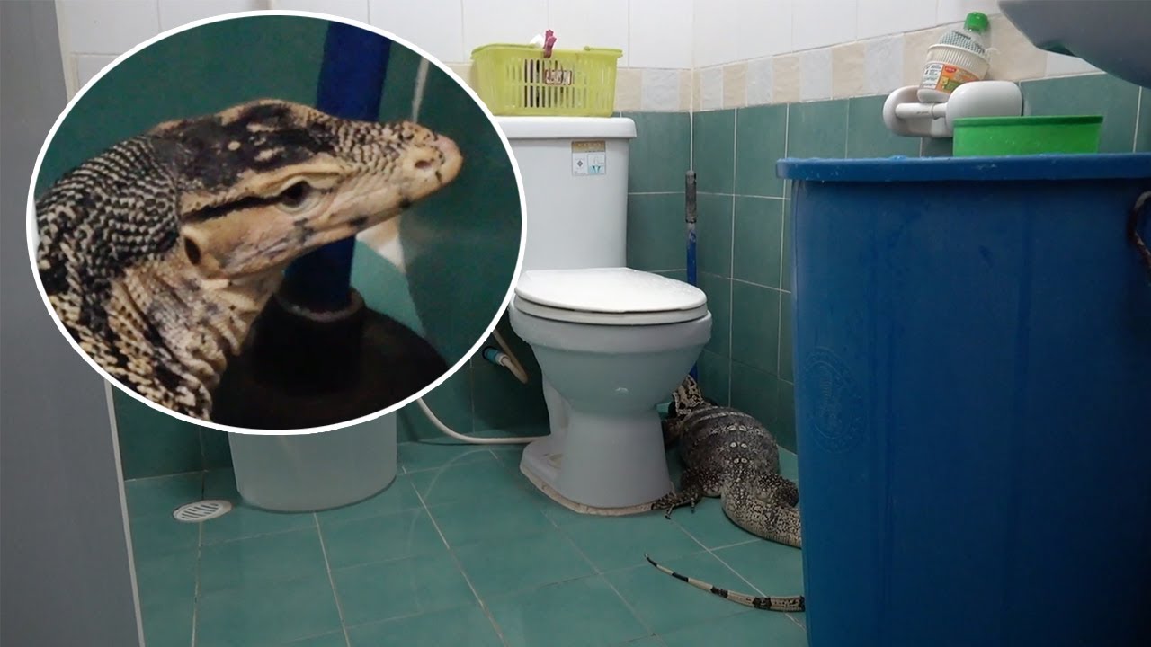 Monitor Lizard Visits Family's Bathroom - YouTube