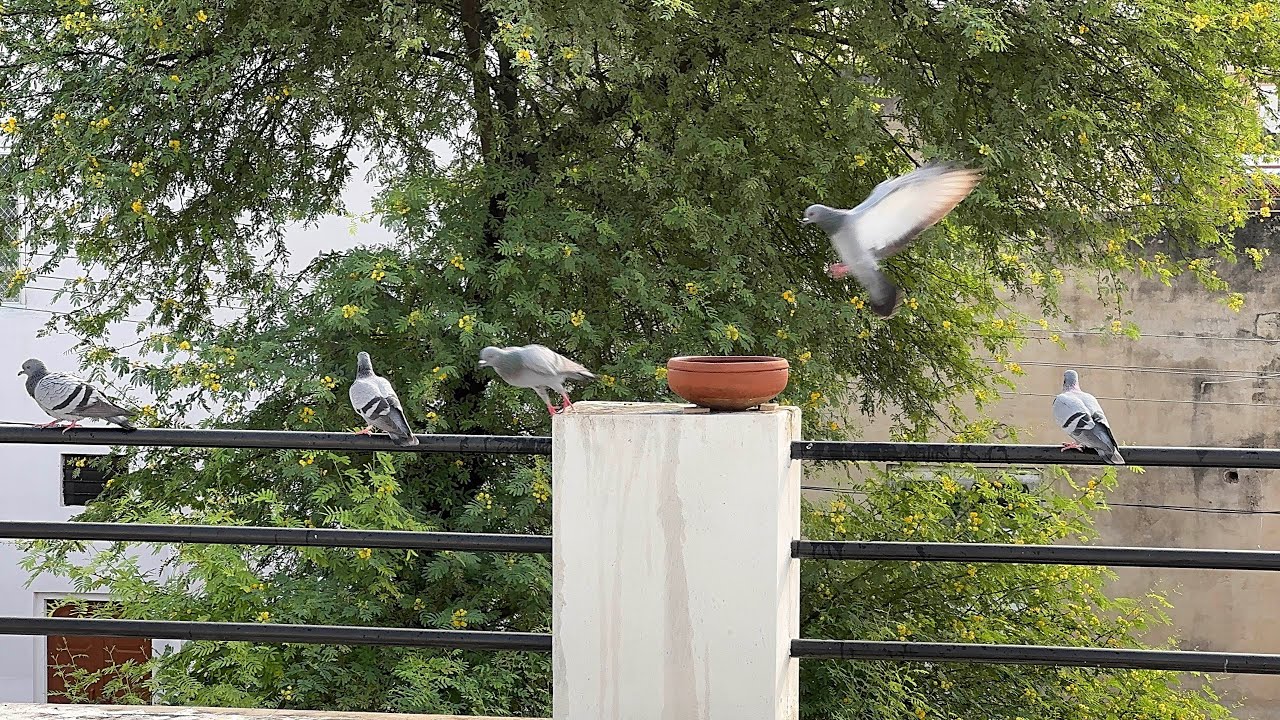 🕊️ Pigeon Playing At My Home Terrace Looking Satisfying ️ - YouTube