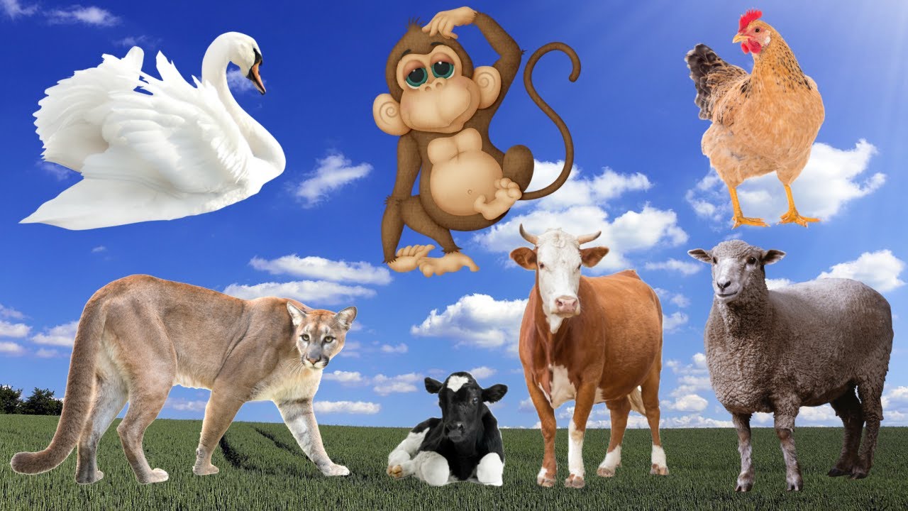 Have You Heard How These Animals Sound? (Cougar, Swan, Sheep, Cow ...