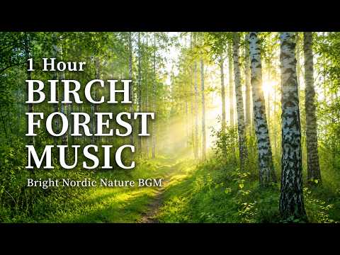 1 Hour Birch Forest Music 🌿 Bright Nordic Nature BGM for Calm, Focus & Sleep