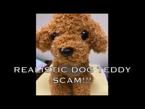 Realistic Teddy Dog Scam - YouTube
