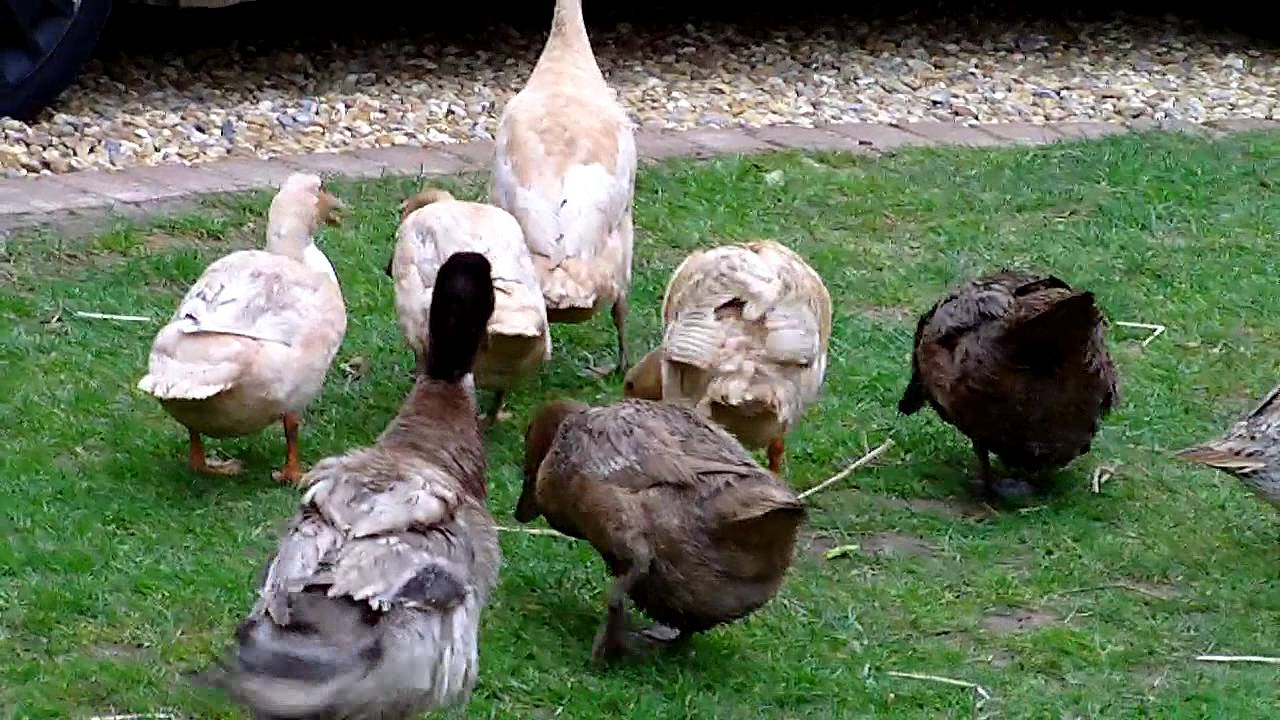 NEW DUCKS! - YouTube