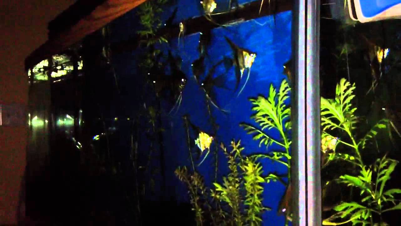 Arduino controlled Aquarium - YouTube