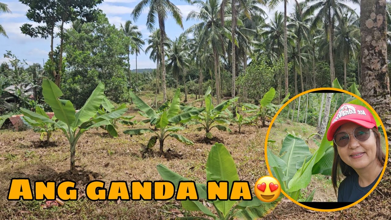 ETO NA ANG SAGINGAN NGAYON😍🧑‍🌾 - YouTube