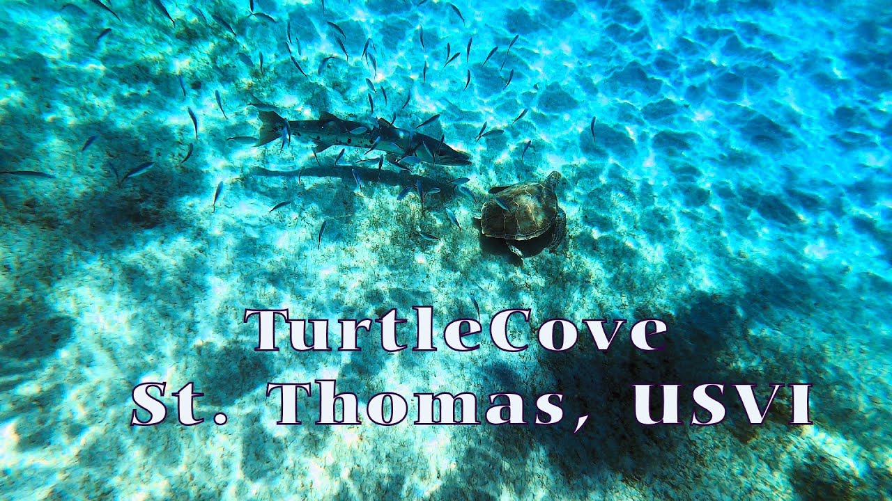 Turtle Cove St Thomas USVI Snorkeling - YouTube