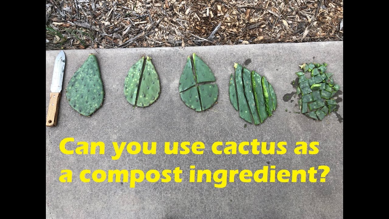 Composting Cactus Pads - Part 1 - YouTube