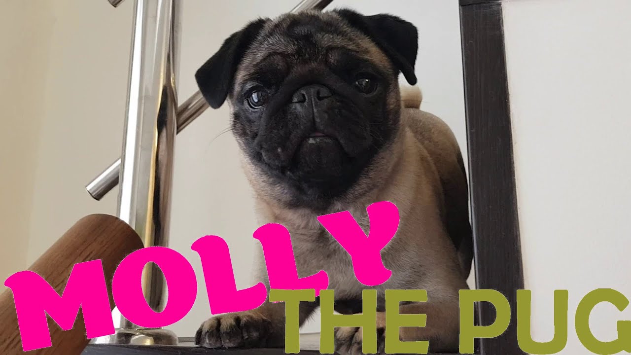 Molly the pug// funny dog // funny video about dogs - YouTube