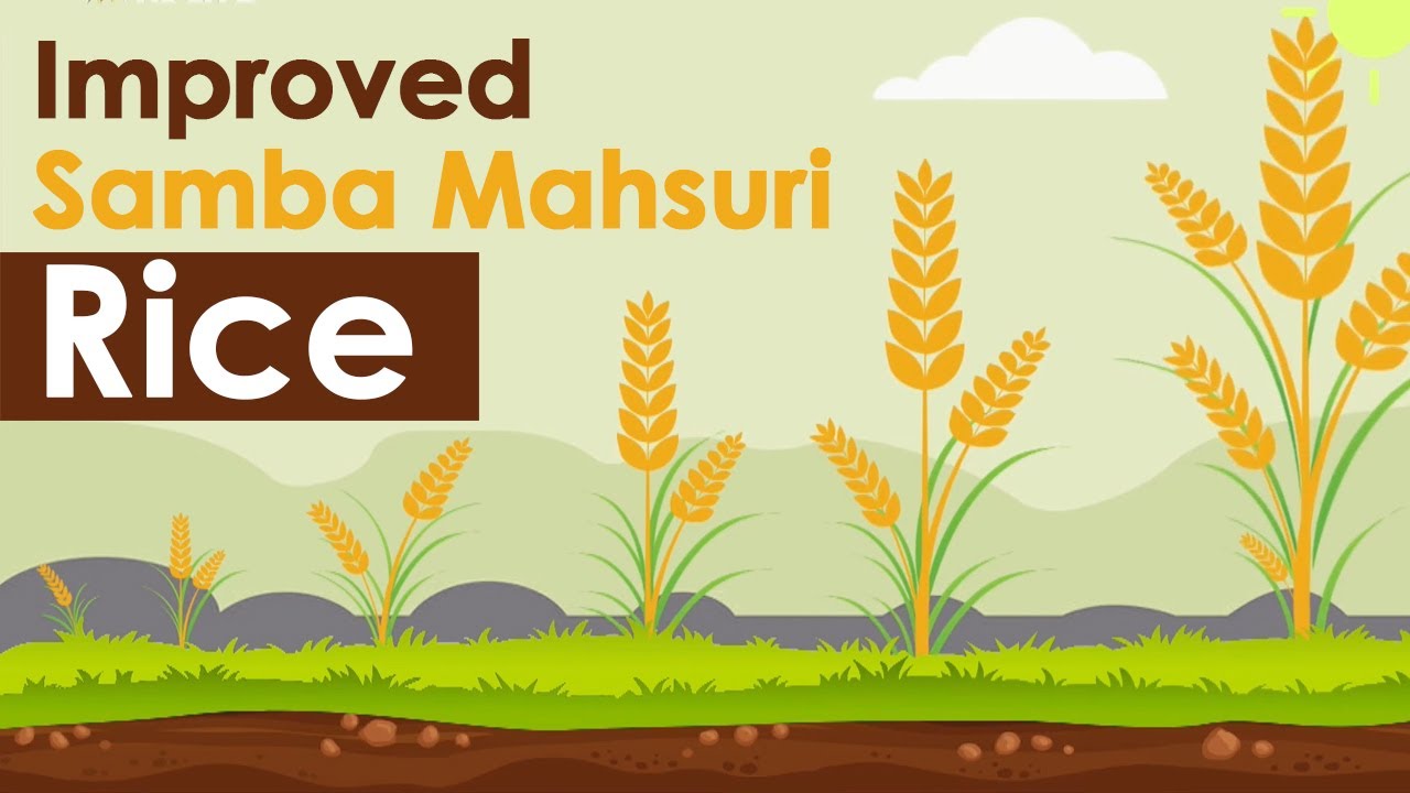 Improved Samba Mahsuri Rice - YouTube