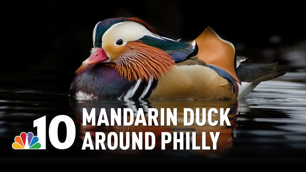 Rare Mandarin Duck Waddles Into Philly Suburbs | NBC10 Philadelphia ...