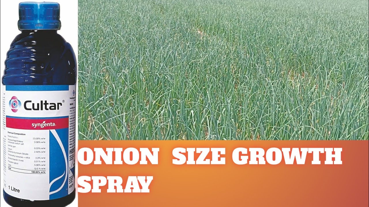 onion size growth spray combination #cultar# - YouTube