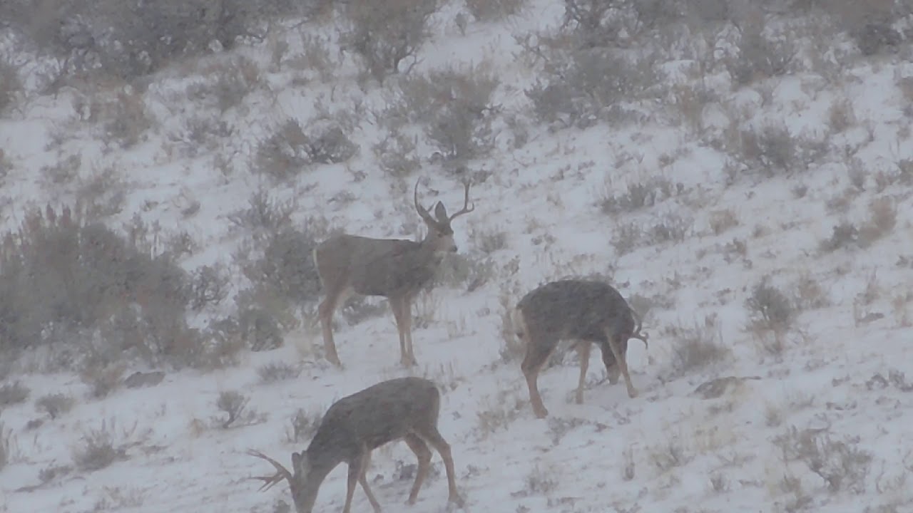 Northeastern California Mule Deer Bucks- Muzzleloader X Zone California ...