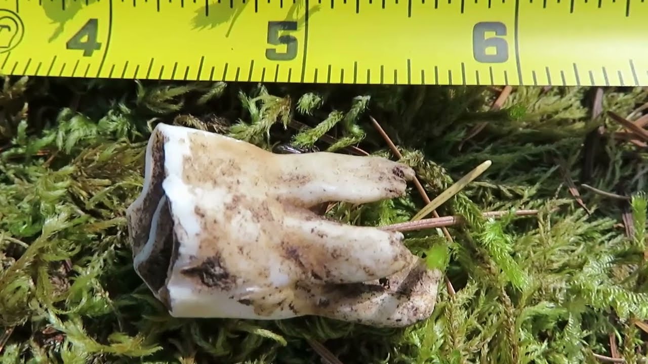 Olympic Skookum Tracking Sasquatch - YouTube