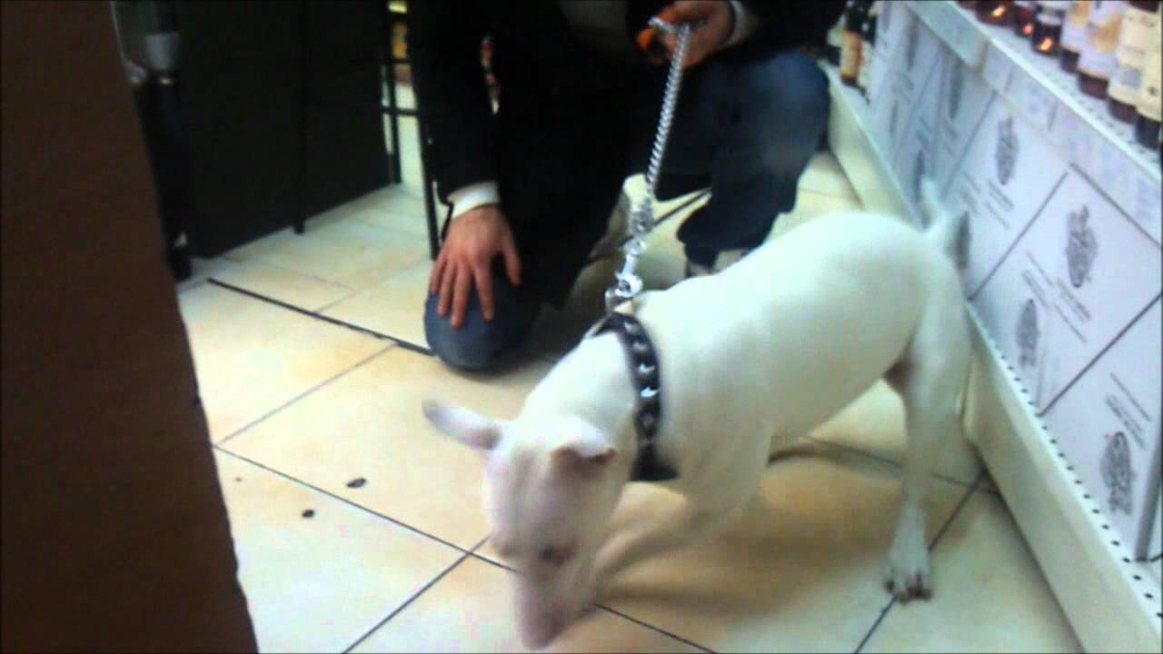 Bull terrier Attack - YouTube