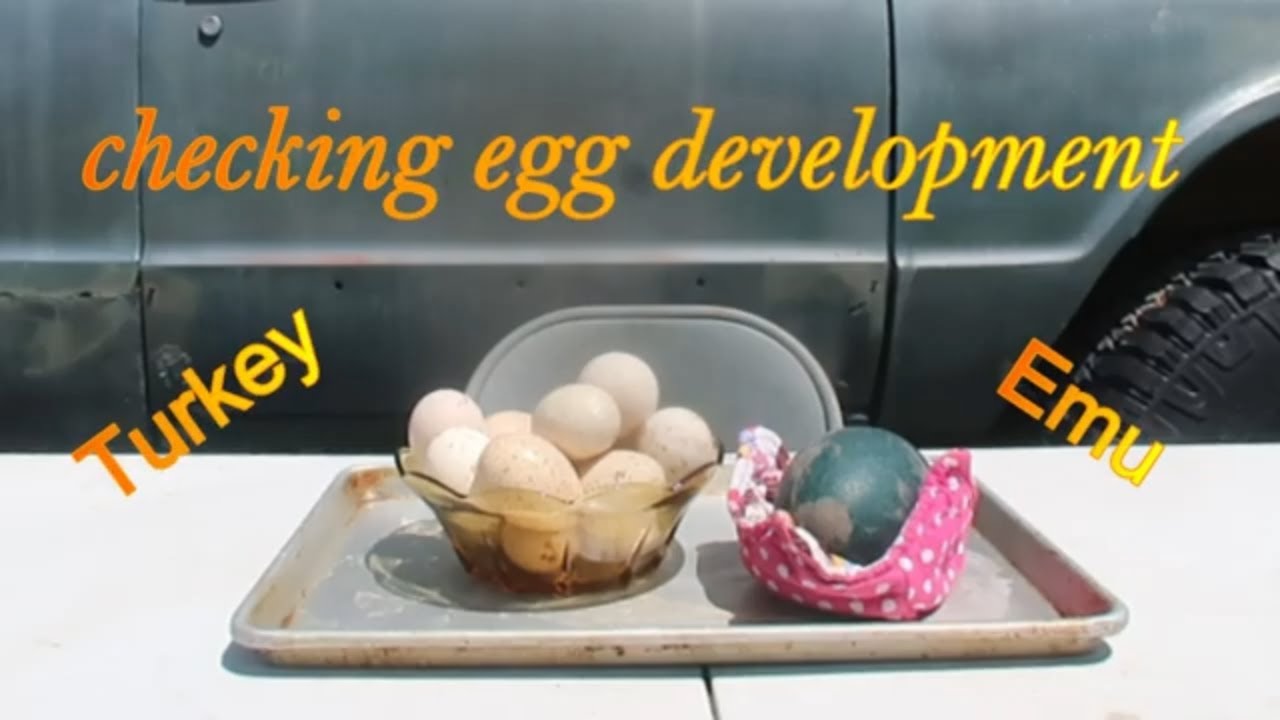 Checking eggs development - YouTube