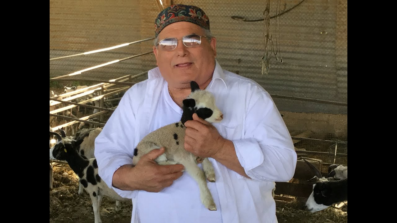 Jacob Sheep shed their winter coat via shearing. - YouTube