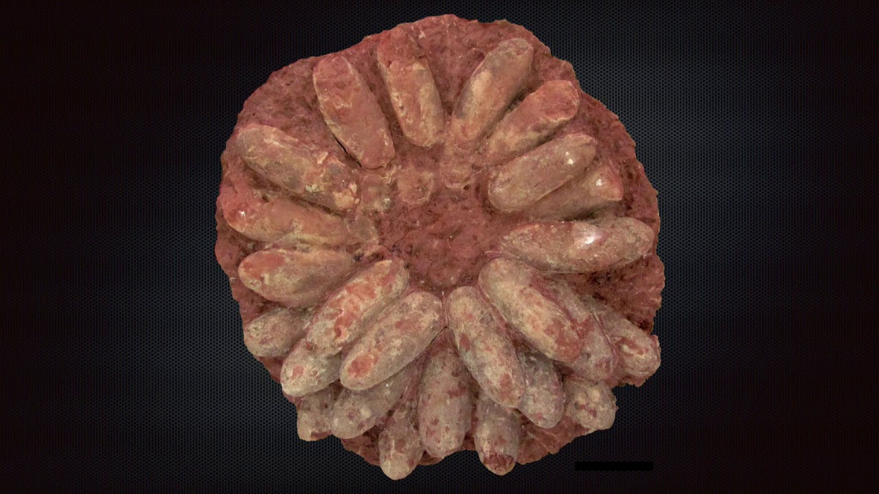 Rare Dinosaur Eggs Unearthed at the Museum - YouTube