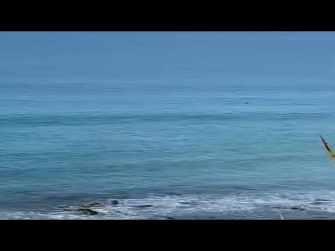 Shark Sighting - Portland, Victoria. - YouTube