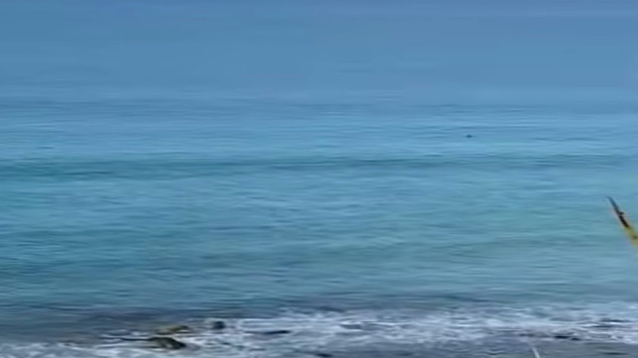 Shark Sighting - Portland, Victoria. - YouTube