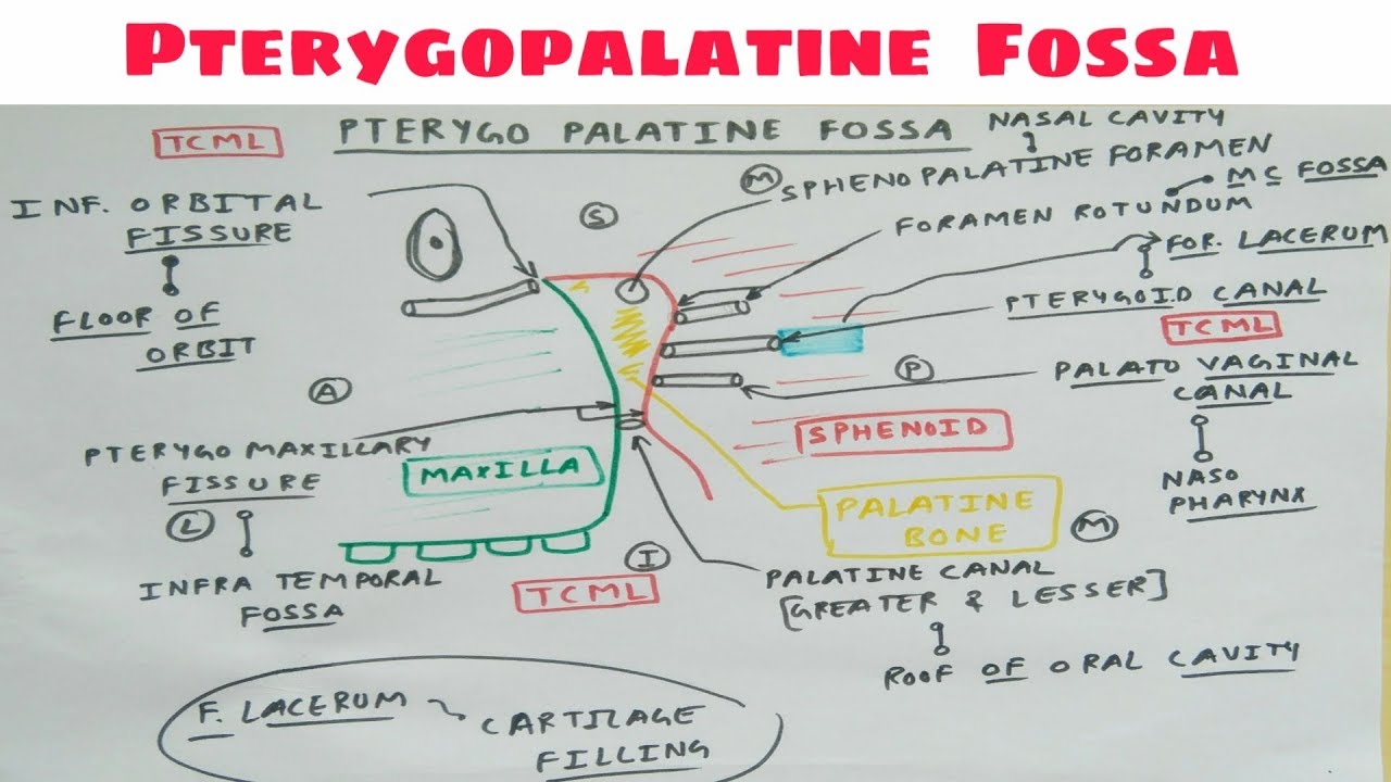 Pterygopalatine Fossa | Part 1 | Diagram | Head and Neck Anatomy | TCML ...