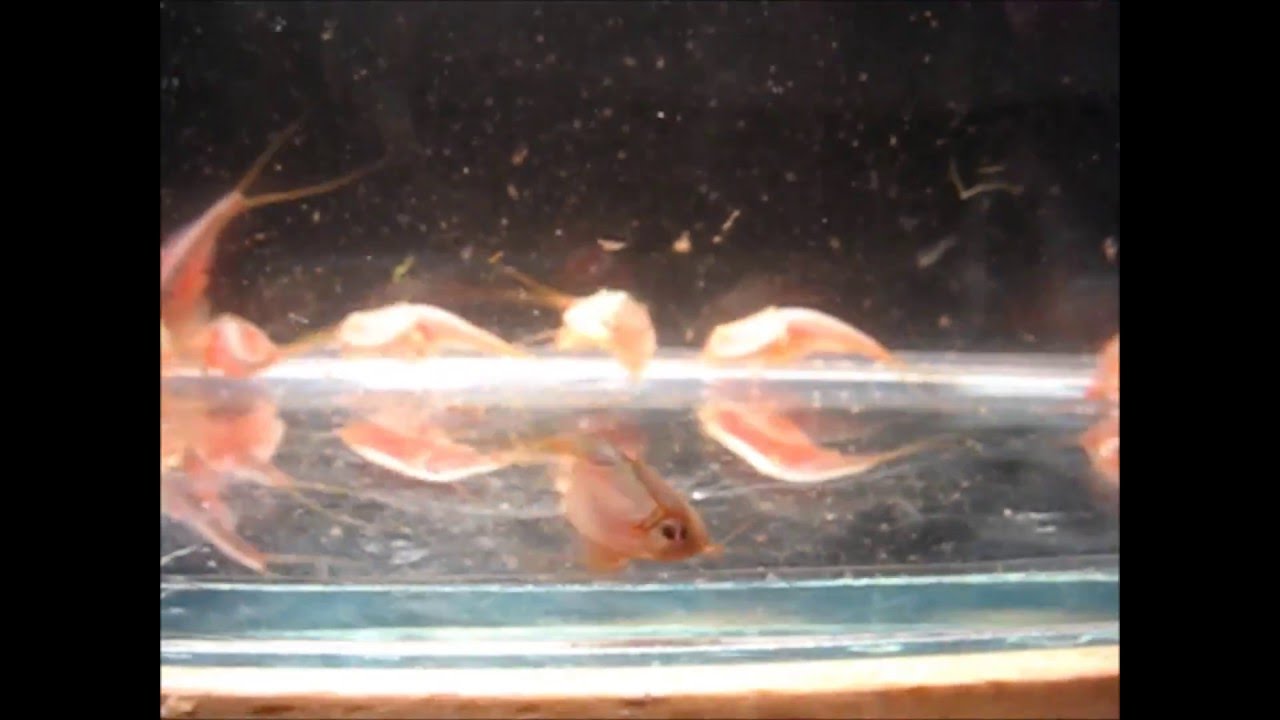 Listonoh americký - Triops longicaudatus - YouTube