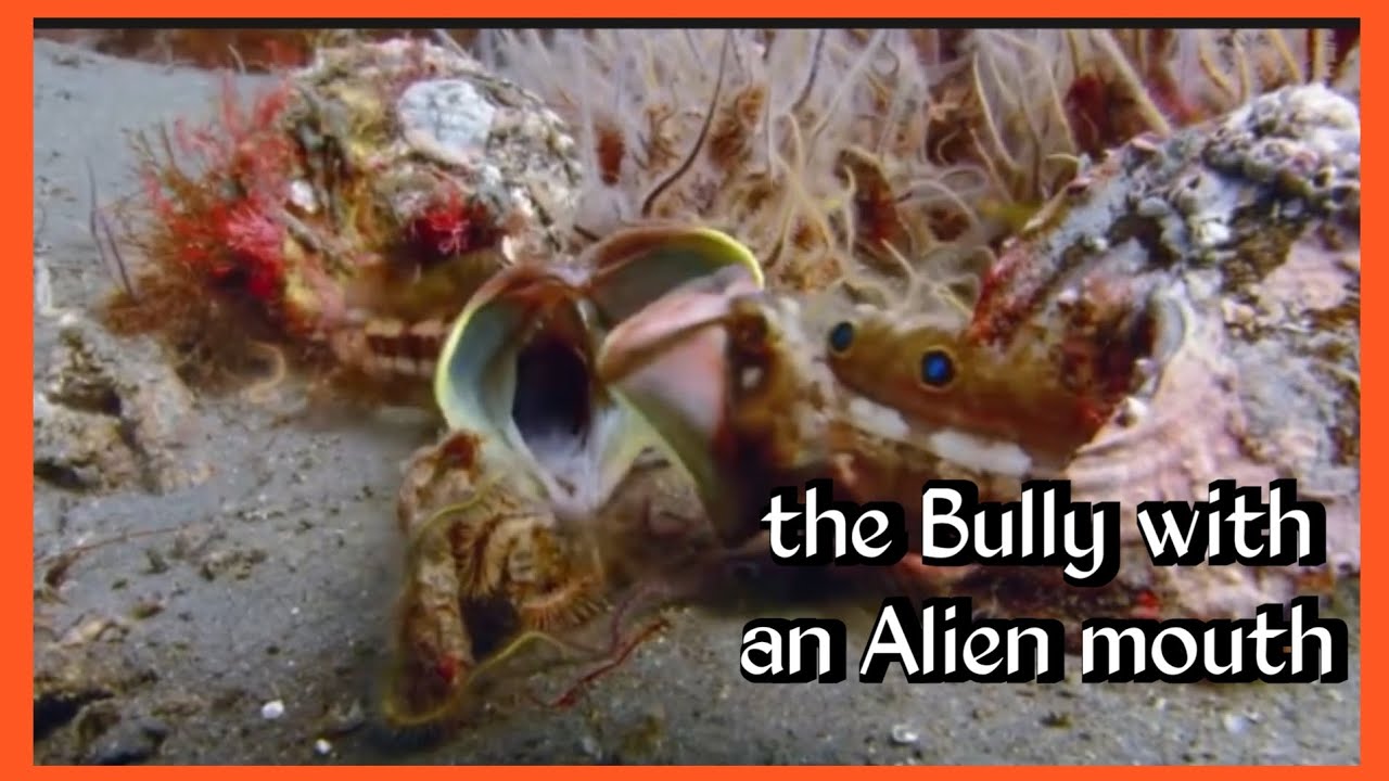 Sarcastic Fringehead: An Alien-Mouthed Bully! 🤔 - YouTube