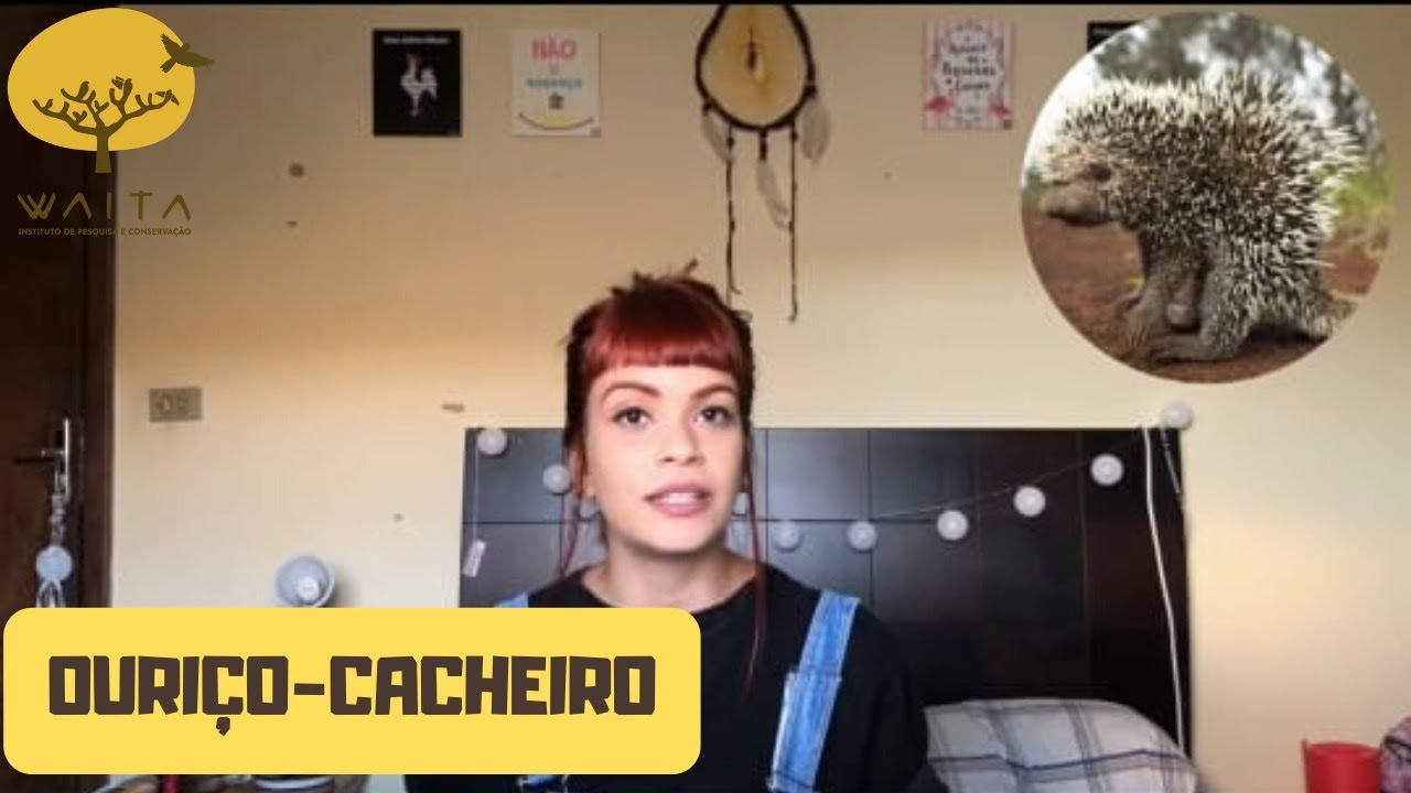 Animais Silvestres e Relações Com Humanos - Episódio 7: Ouriço-cacheiro ...