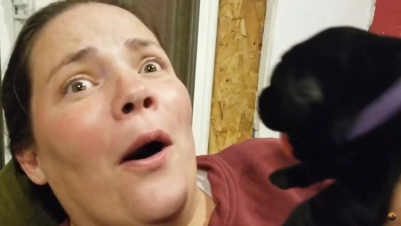 1 Week Old Black Labrador Puppies - YouTube