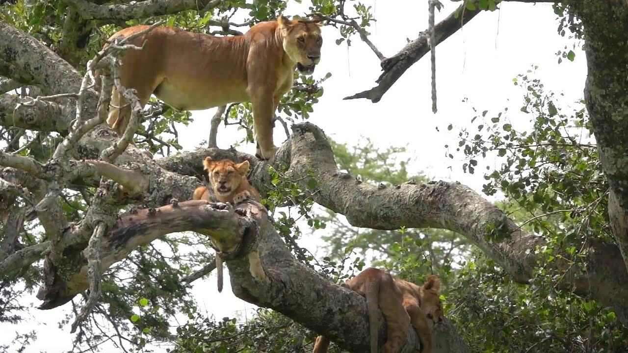 lion treehouse - part 31 - mum looking around - YouTube