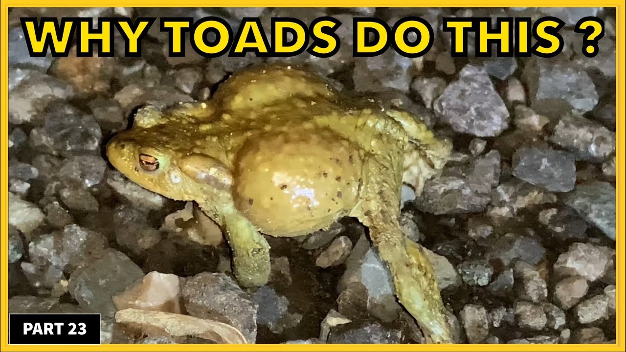 Things You Need To Know About TOADS - BUFO BUFO - YouTube