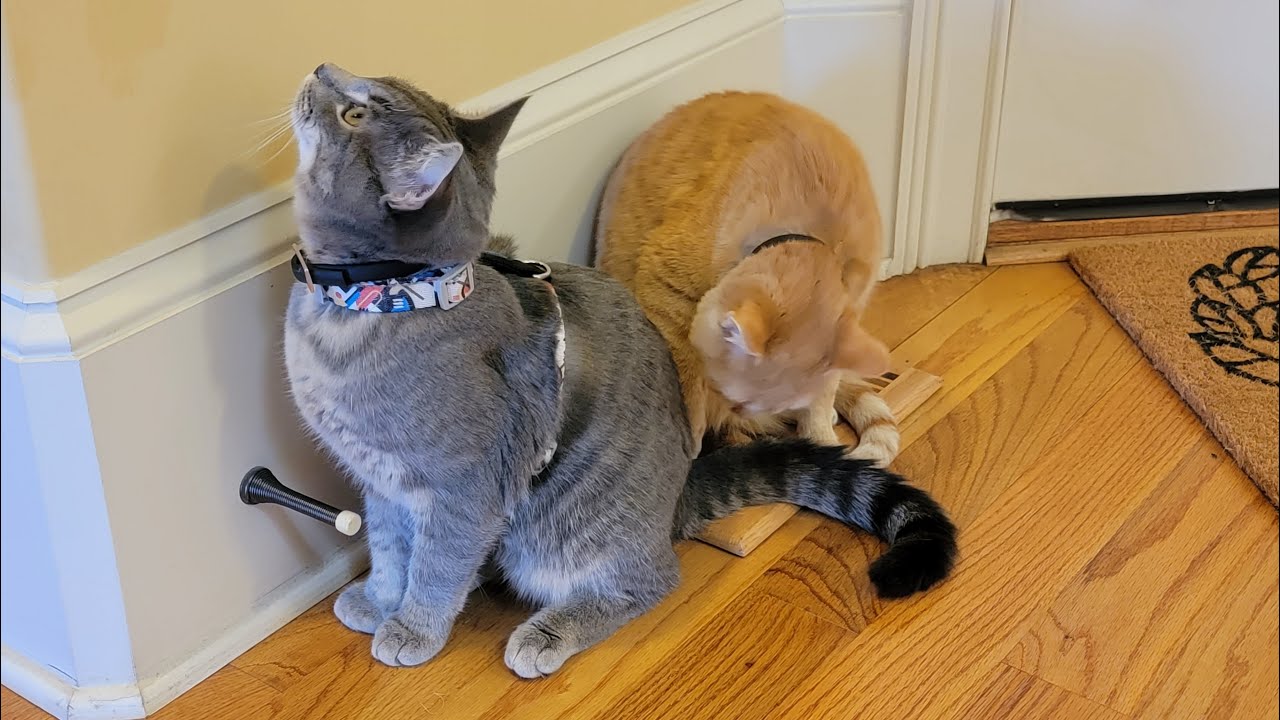 Funny Cats Eagerly Wait For Treats, Jessica & Johnny. Lovely Playful ...
