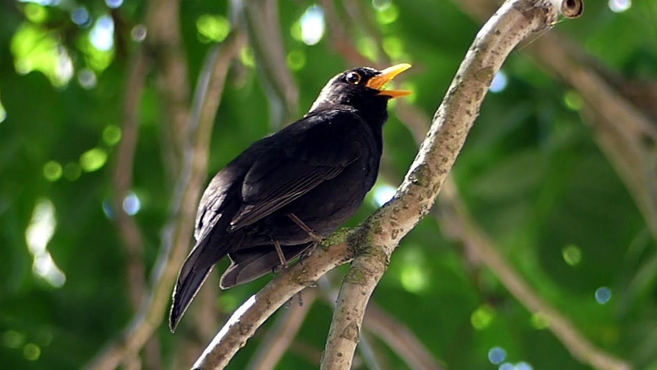 Blackbird sings and calls - YouTube