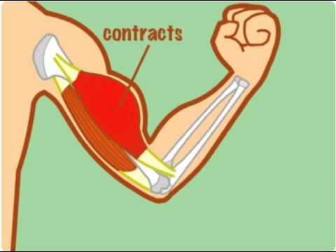 Muscles - YouTube