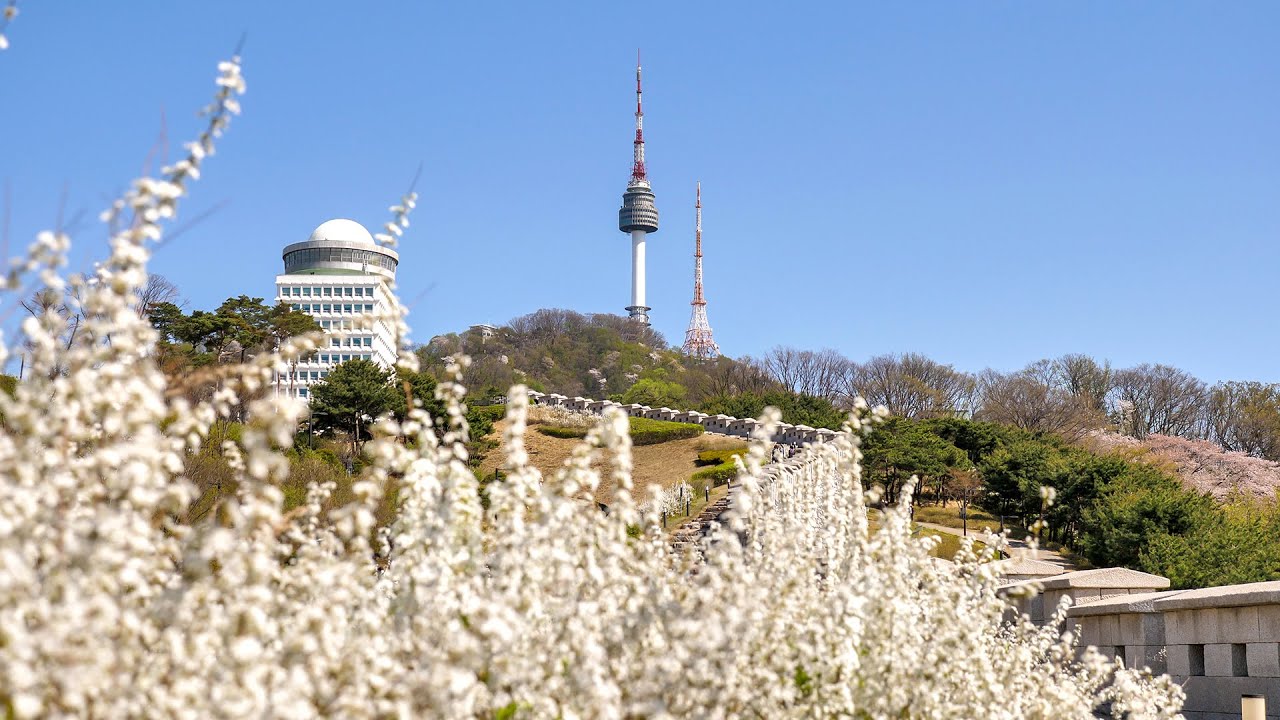서울 남산공원의 봄 - 남산의 벚꽃 (Spring in Namsan Park - Cherry Blossoms in Namsan ...