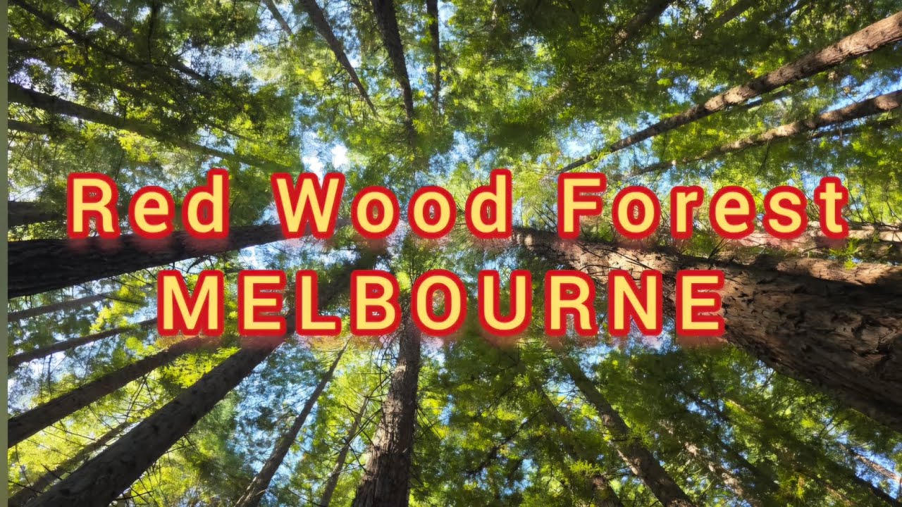 Red wood forest, Melbourne, Victoria, Australia - YouTube