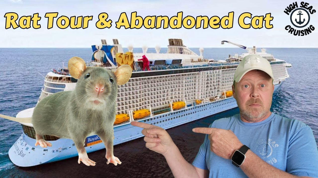 Rat Tours In New York & Abandoned Cat On A Cruise Ship - YouTube