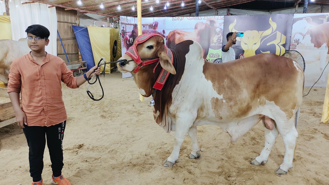 SS Cattle Farm | Sohrab goth Cow Mandi | Vlog with Cousins - YouTube