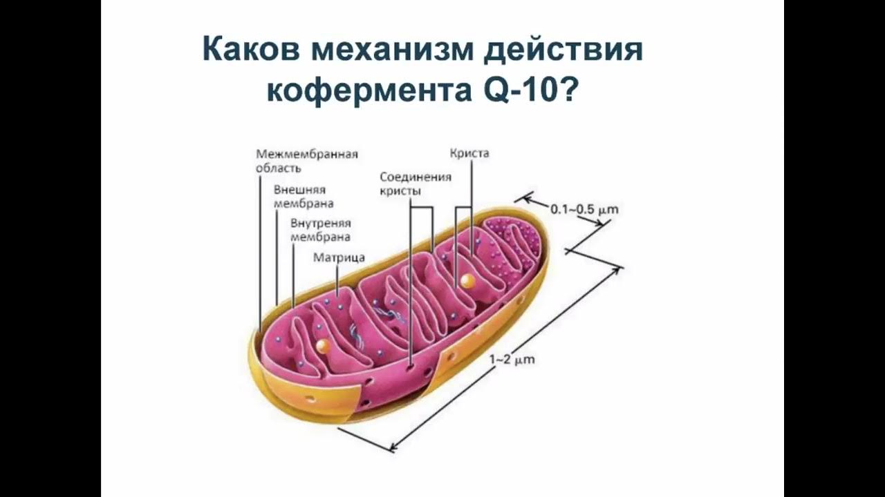 Вебинар про продукт компании Альфадженис АльфаОмега-Q10. - YouTube