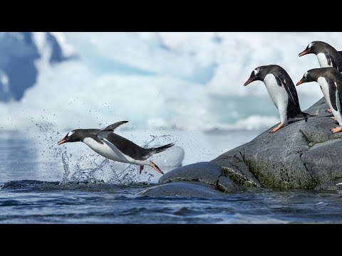 10 Really Messed-Up Facts About Animals - YouTube