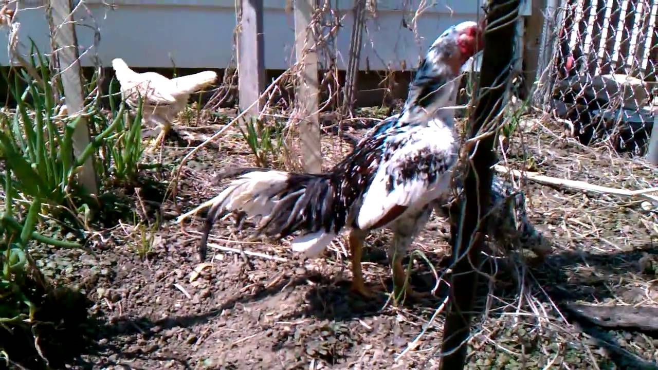 Bantam Asil & Ko Shamo Spring Fun - YouTube