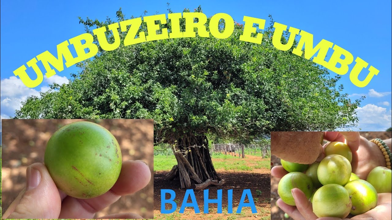 VOCÊ CONHECE O UMBUZEIRO? JÁ EXPERIMENTOU O UMBU? #umbu #umbuzeiro # ...
