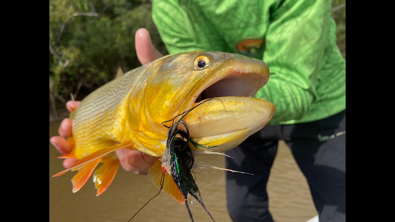 PESCA DE DORADOS . RIO PARANA - YouTube