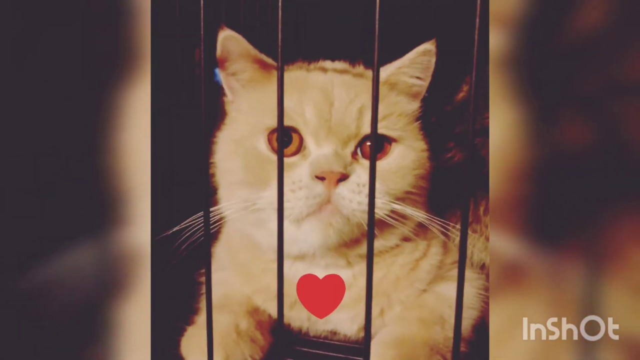 Meet Gary,The Ginger Cat. - YouTube