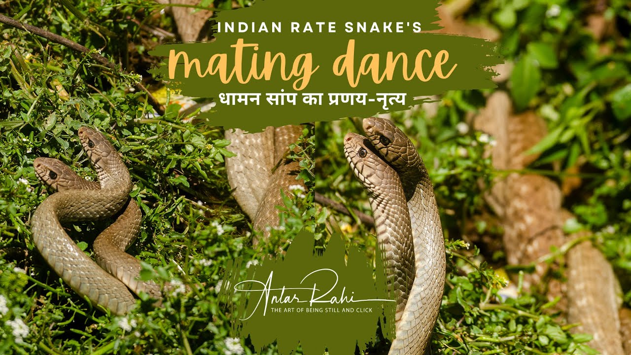 Rare Video of Indian Rat Snake / Dhaman Mating at Dharamshala, Himachal ...